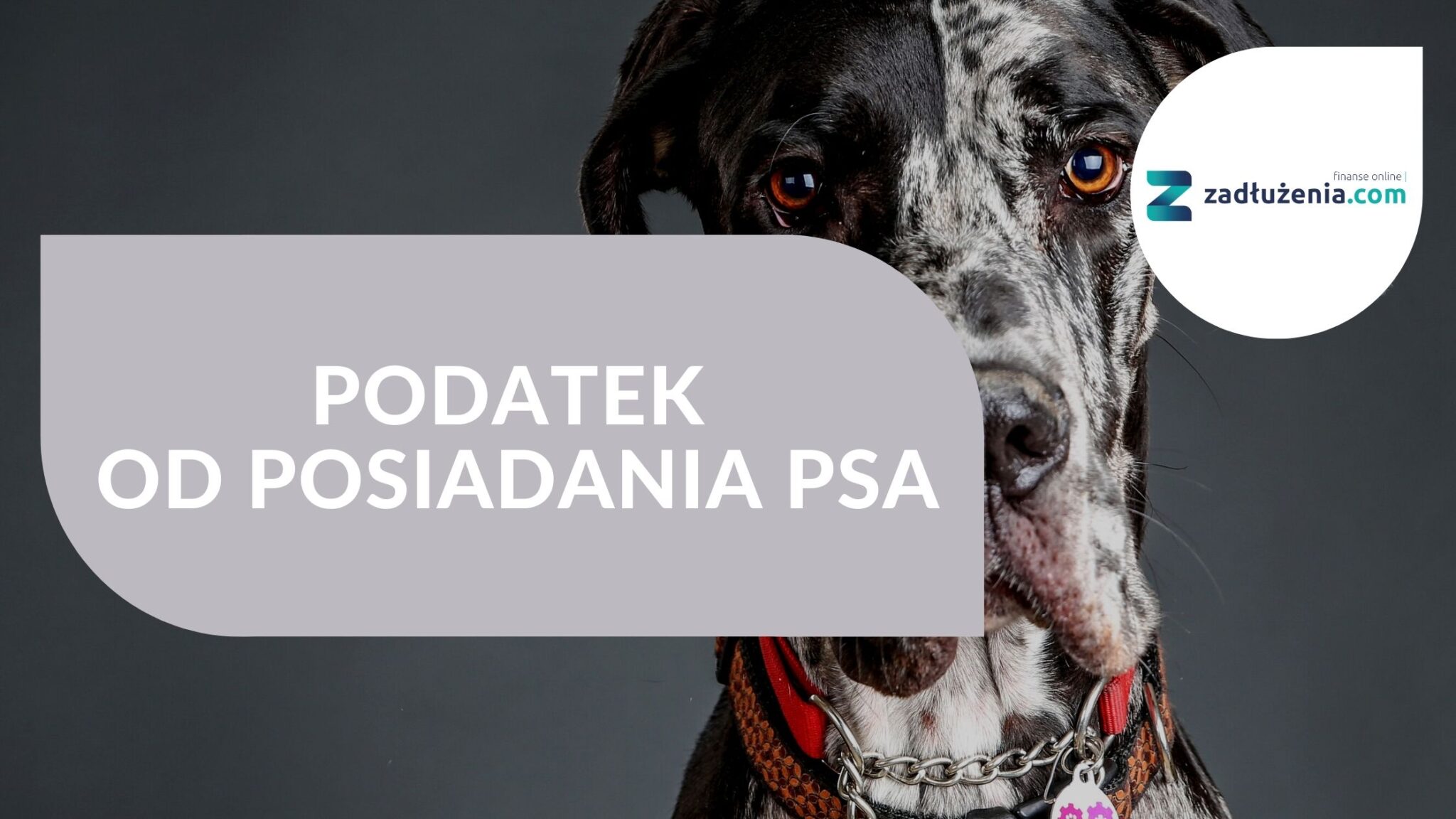 Podatek od psa 2023. Kto musi go zapłacić, kto jest zwolniony?